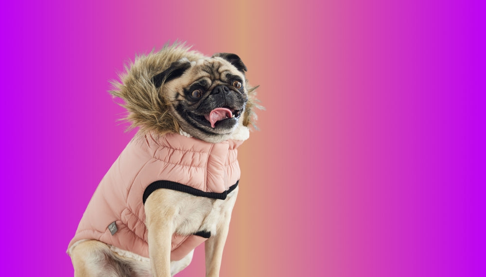 GF PET® Official Online Store — Dog Clothes & Accessories