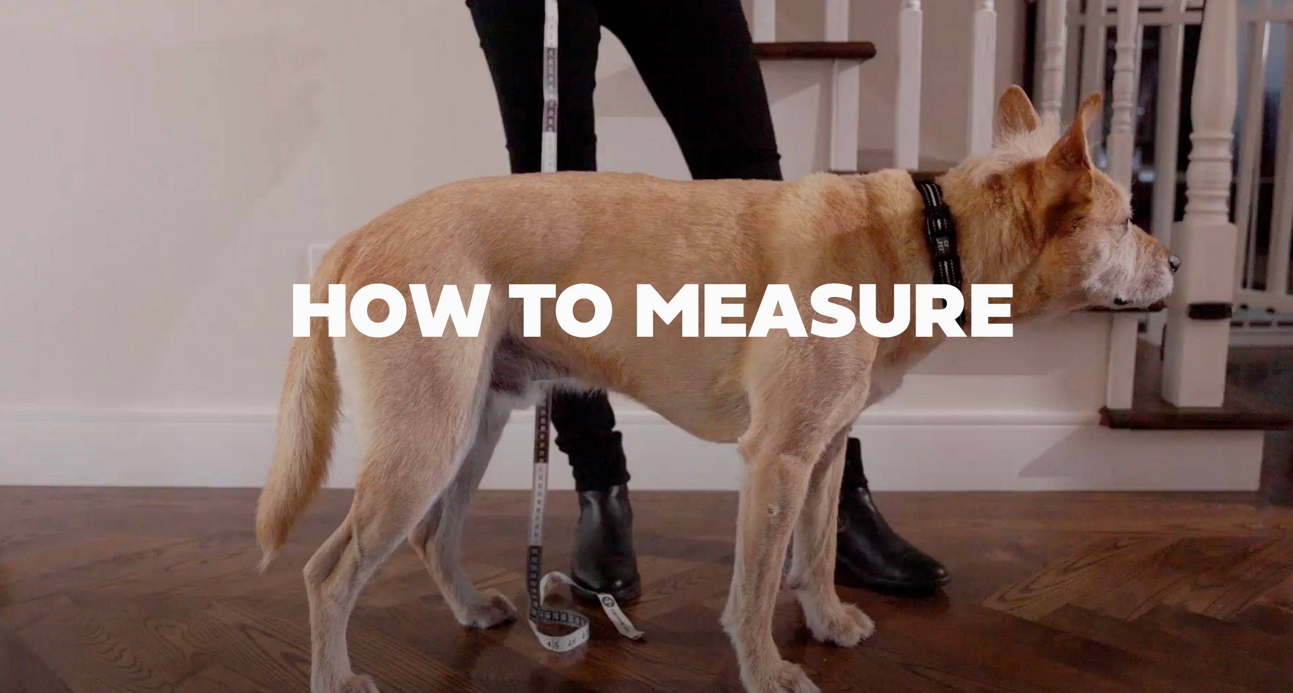 Sizing: How To Measure Your Dog | Gf Pet® Official Online Store