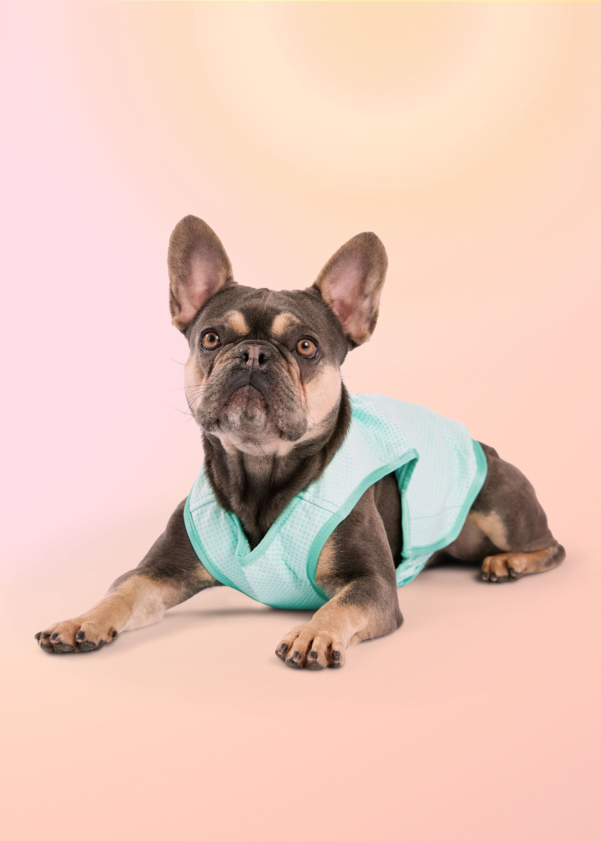 GF PET® Official Online Store — Dog Clothes & Accessories