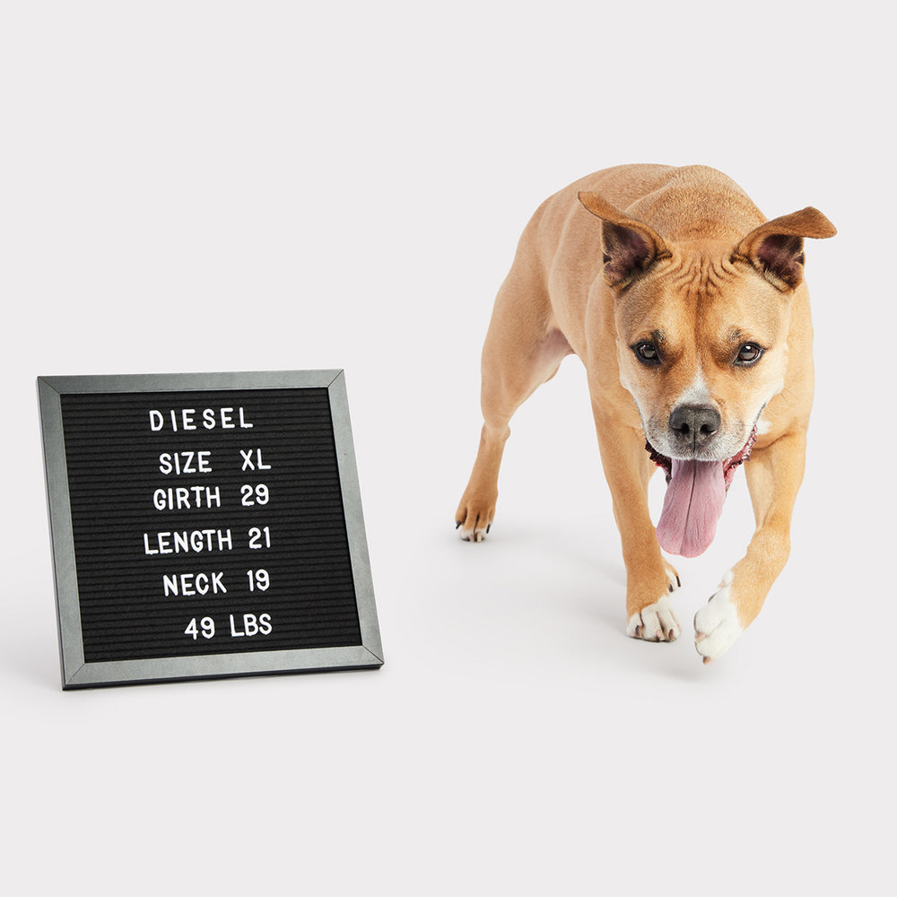Sizing: How To Measure Your Dog | Gf Pet® Official Online Store