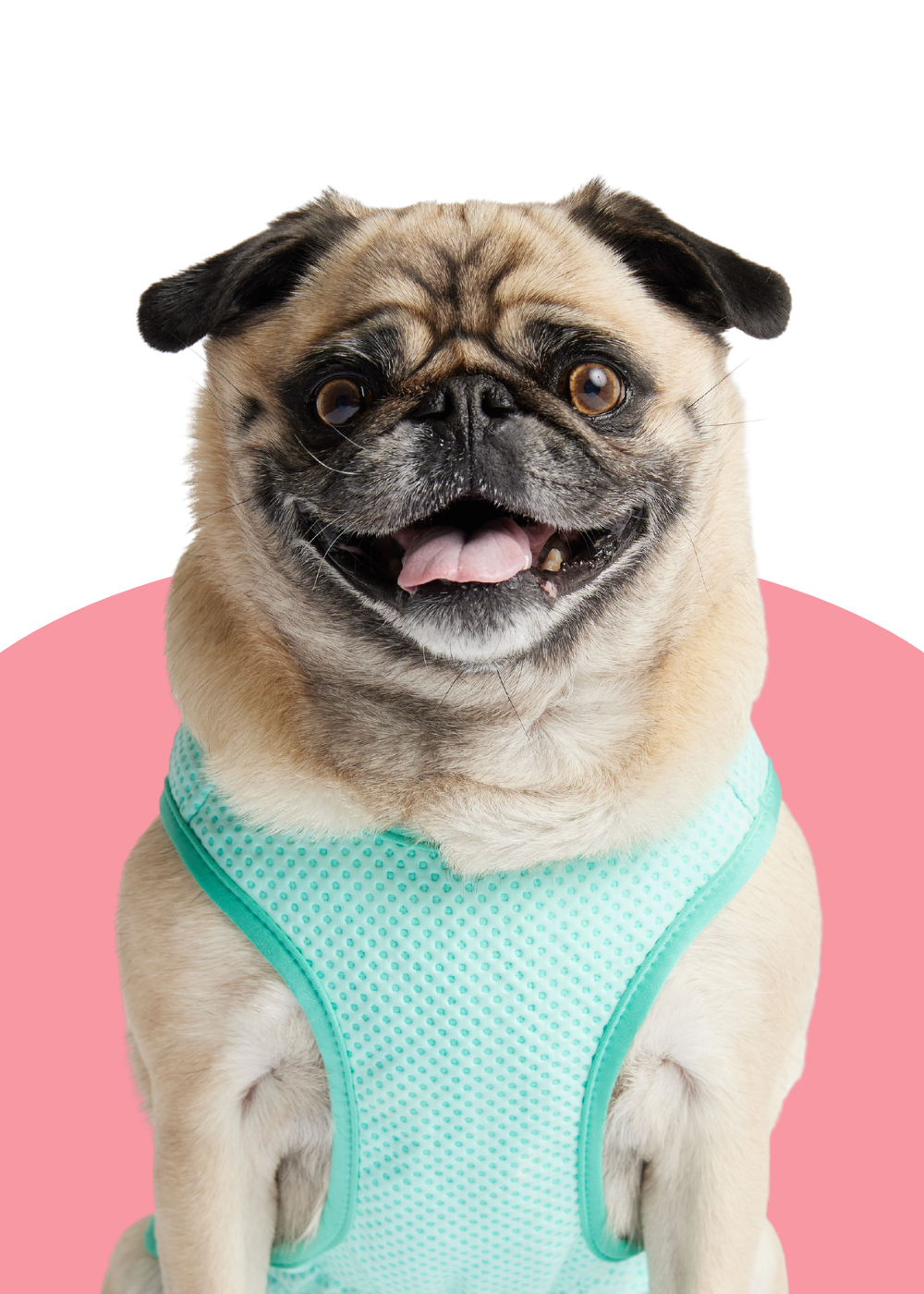 GF PET® Official Online Store — Dog Clothes & Accessories