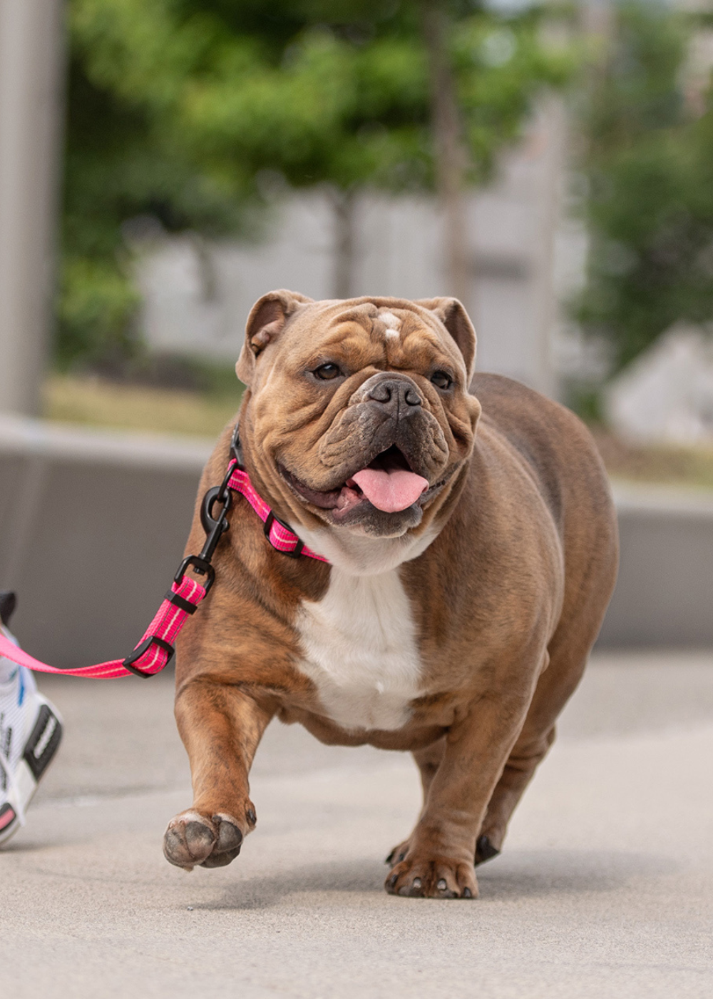 GF PET® Official Online Store — Dog Clothes & Accessories