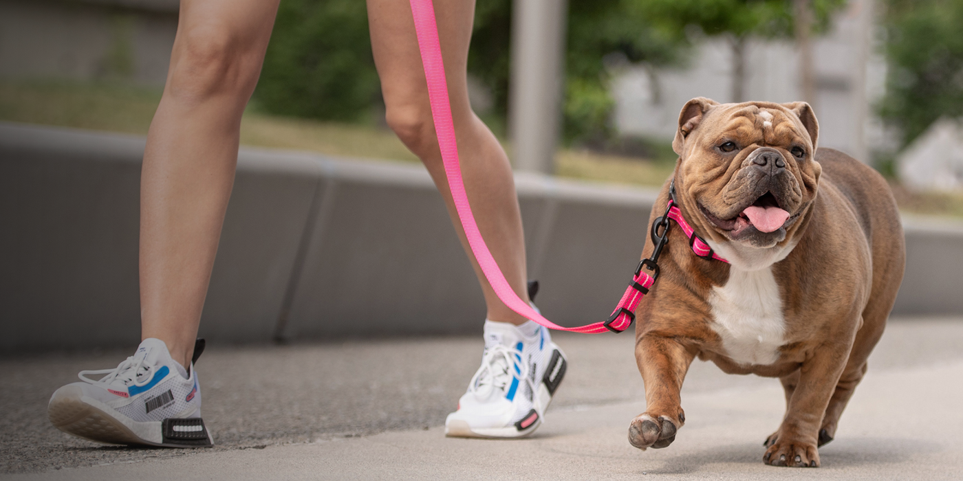 GF PET® Official Online Store — Dog Clothes & Accessories