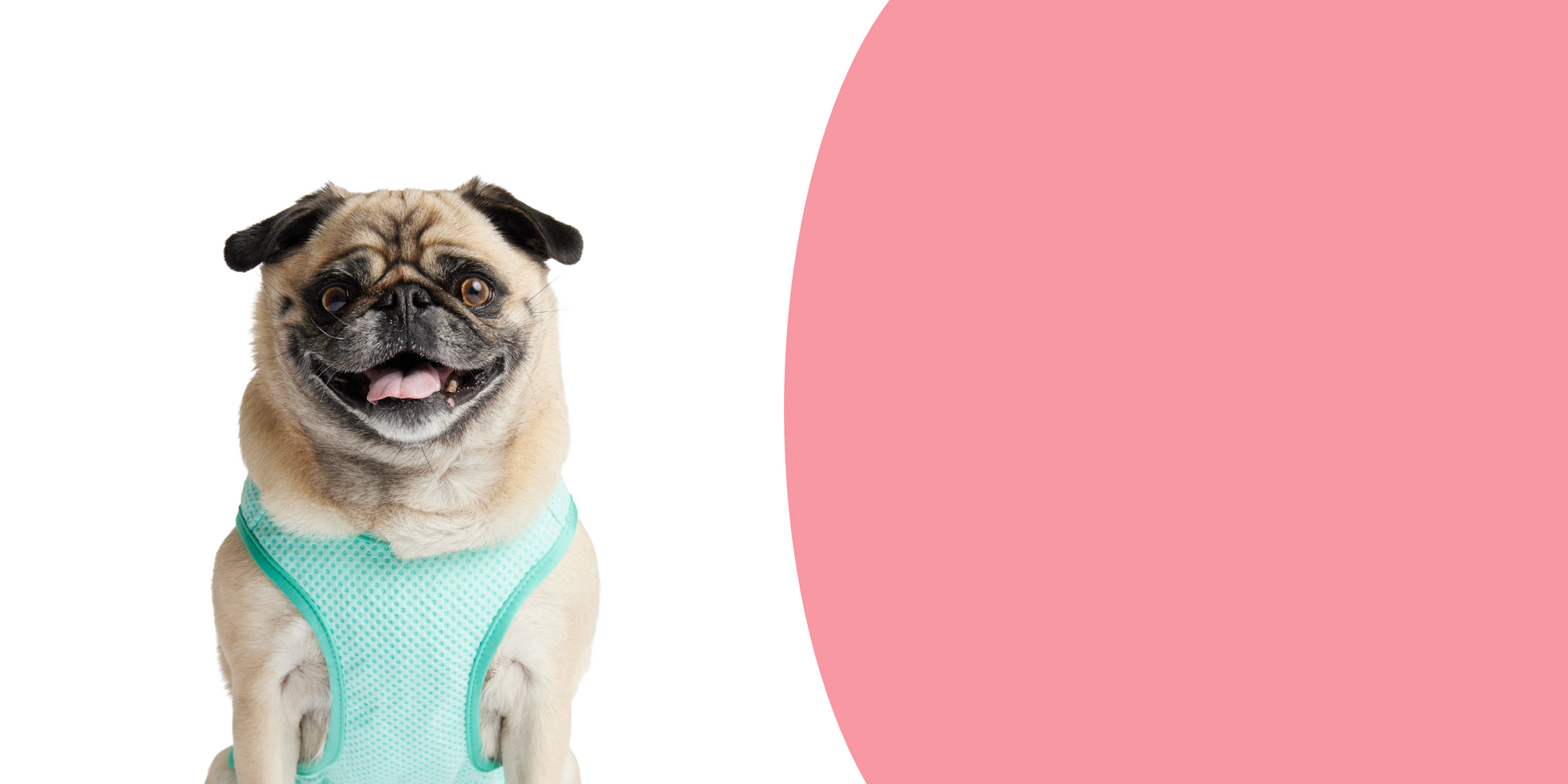 GF PET® Official Online Store — Dog Clothes & Accessories