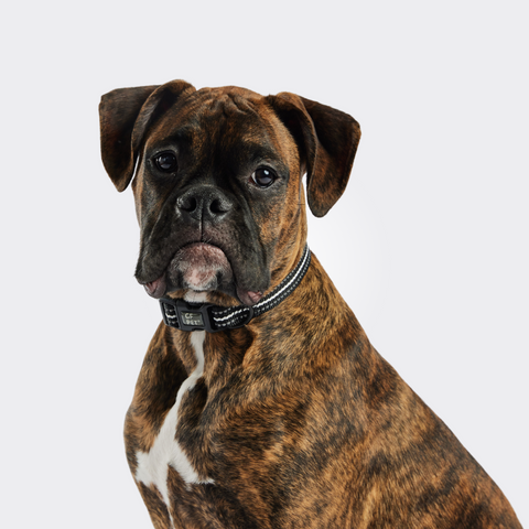 GF PET® Official Online Store — Dog Clothes & Accessories