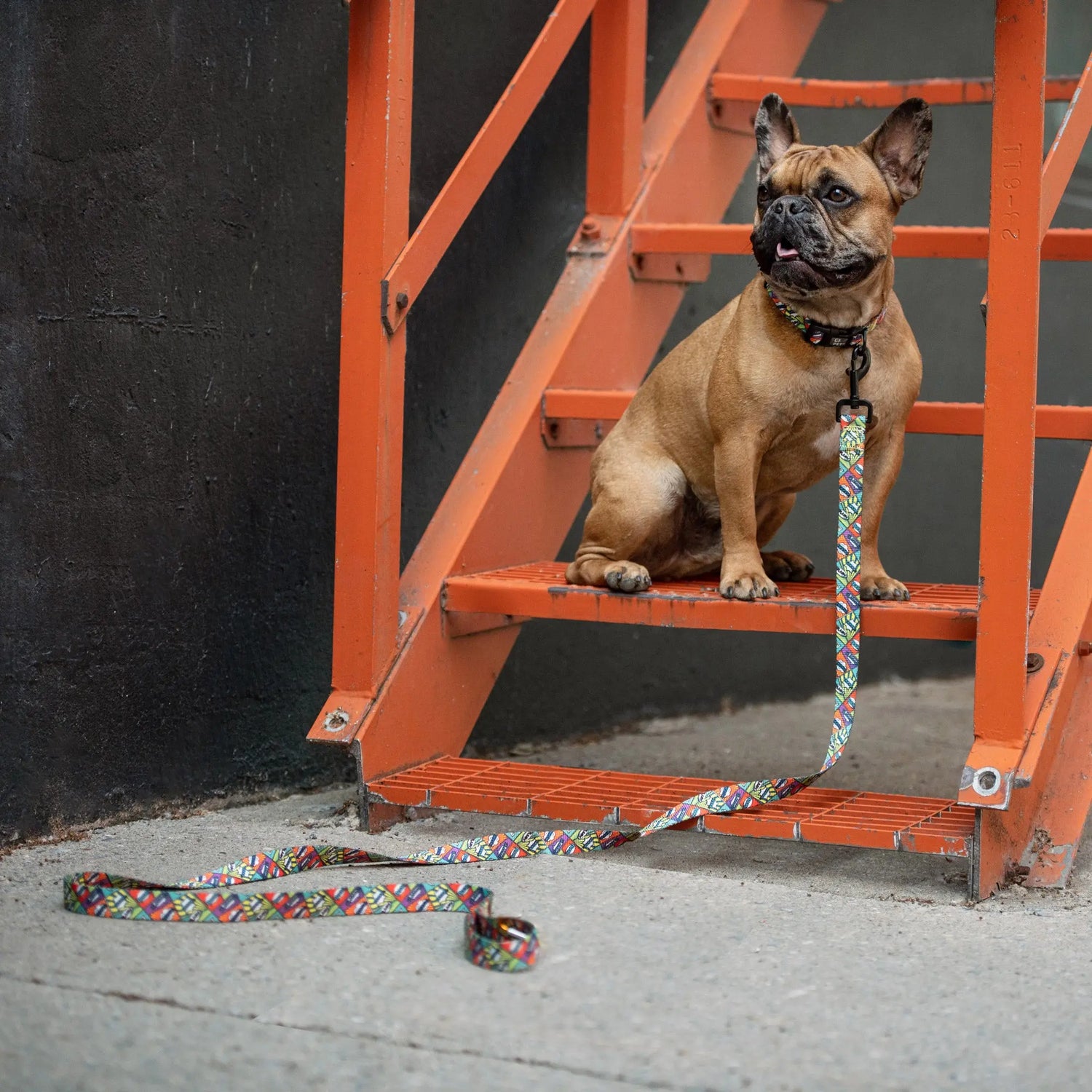 Dog Leash — GF PET® Comic Book Design | Brave Bark