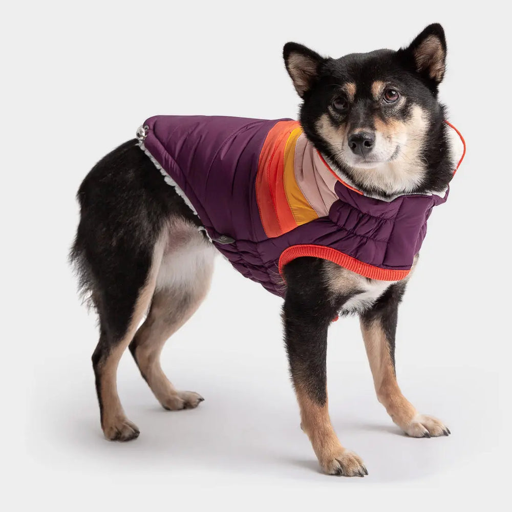 Summit Dog Puffer - Purple - GF Pet Official Online Store
