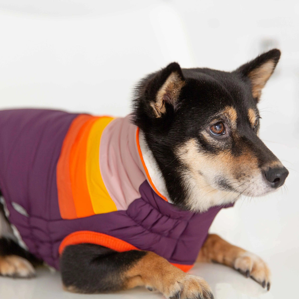 Summit Dog Puffer - Purple - GF Pet Official Online Store